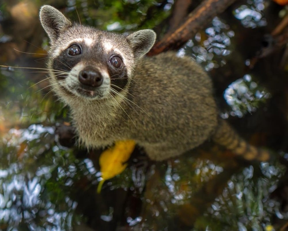 Tour de snorkeling + mapaches | Tour Cartagena